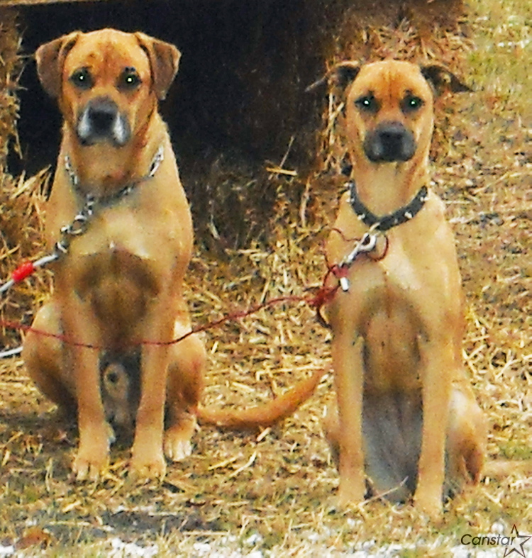 Lost Animals agency is helping lost dogs reunite with owners – Our ...