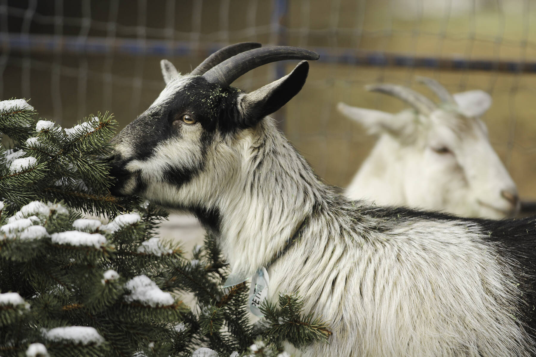 Aurora Farm to host annual goat school – Our Communities