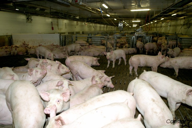 Perfect storm hits hog producers – Our Communities