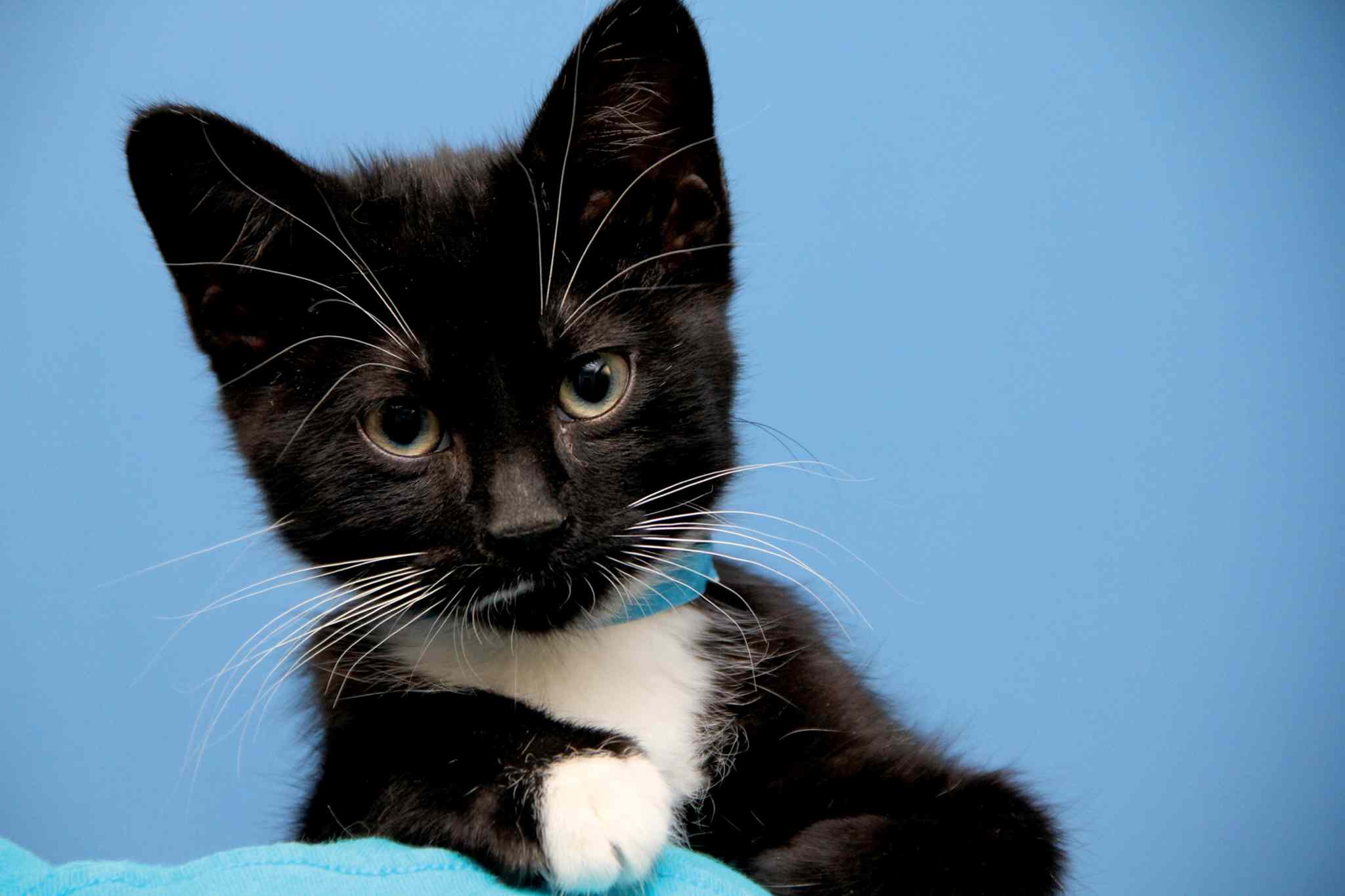 Free Cat Friday coming up – Our Communities