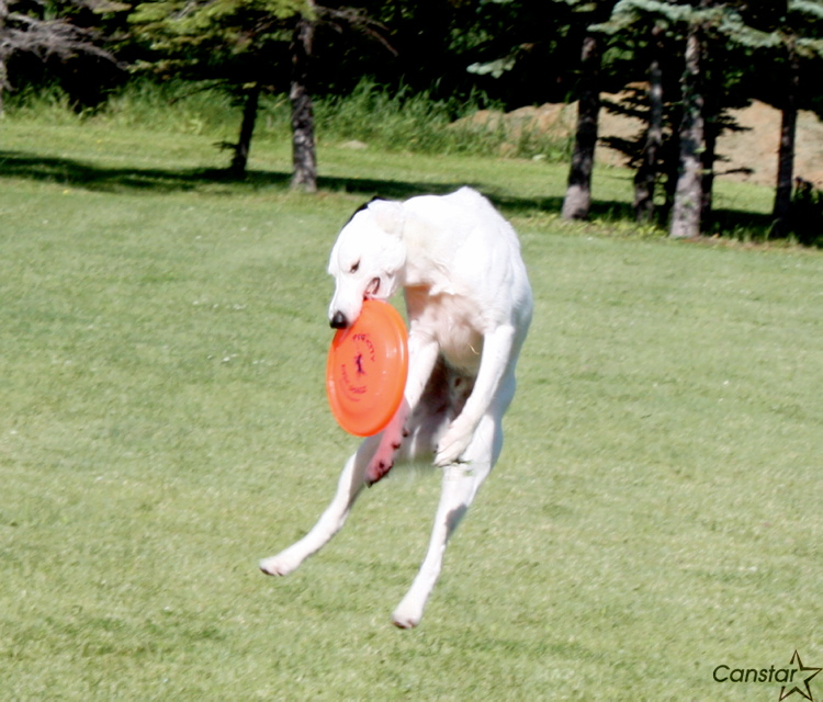 Option for dog owners to get their canines active – Our Communities