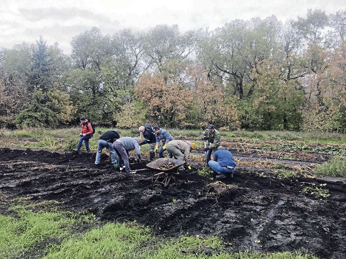 Digging some spuds – Our Communities