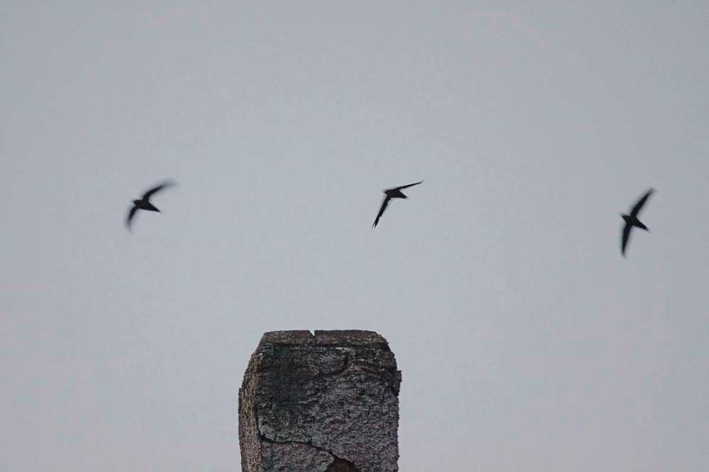 Preserving chimney swift habitat – Our Communities