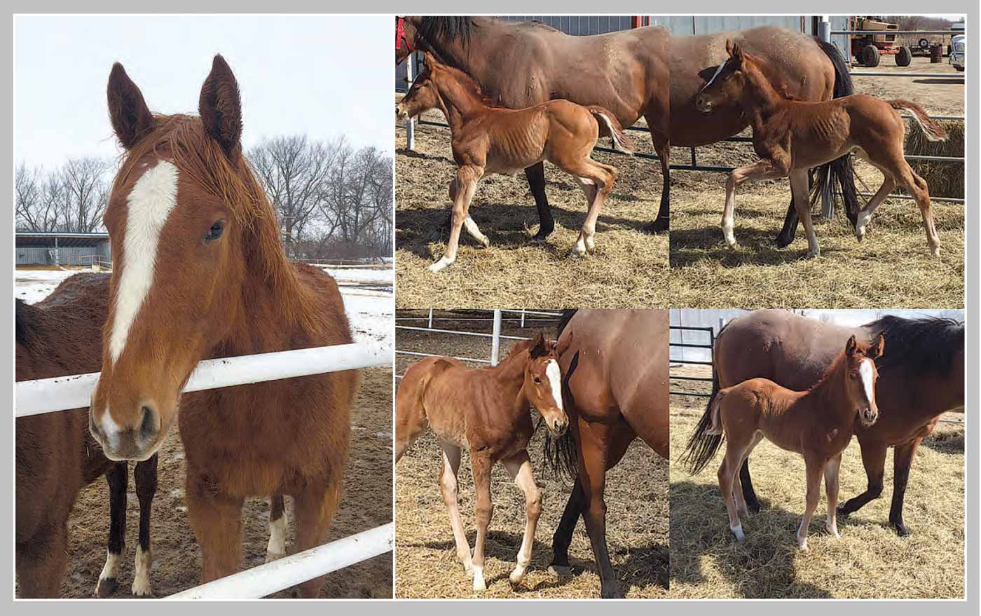 Name the filly contest – Our Communities