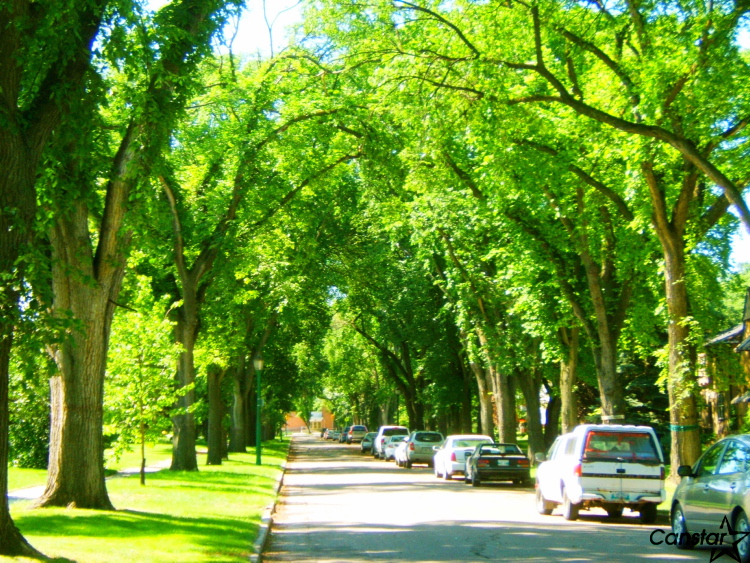 Elm trees a priceless neighbourhood treasure – Our Communities