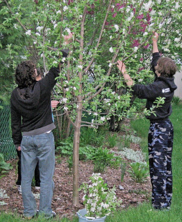 Fruit production all about pollination – Our Communities