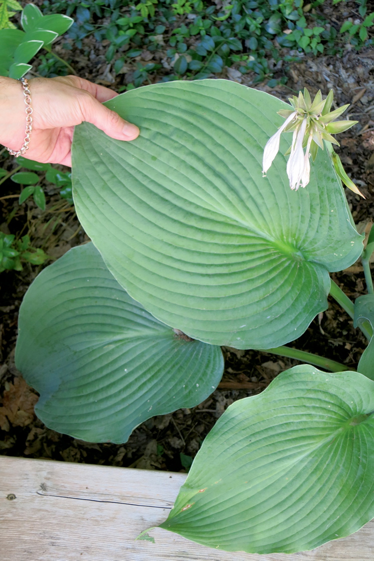 Consider slug-resistant hosta varieties – Our Communities