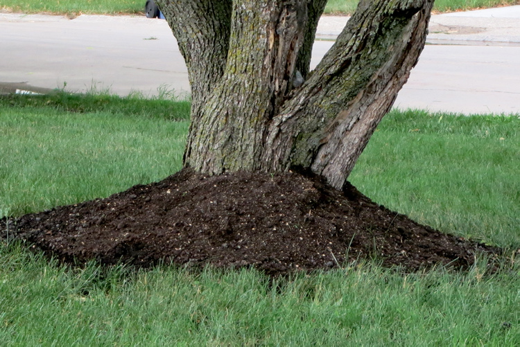 Protecting the base of trees – Our Communities