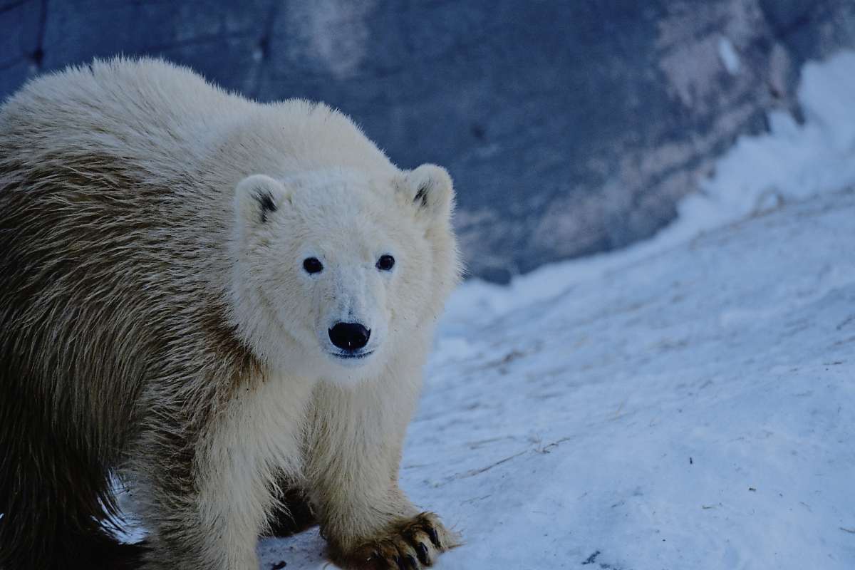 Inuit names given to new polar bears – Our Communities