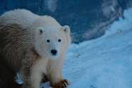 Inuit Names Given To New Polar Bears Our Communities Inuit Names Given To New Polar Bears Our Communities