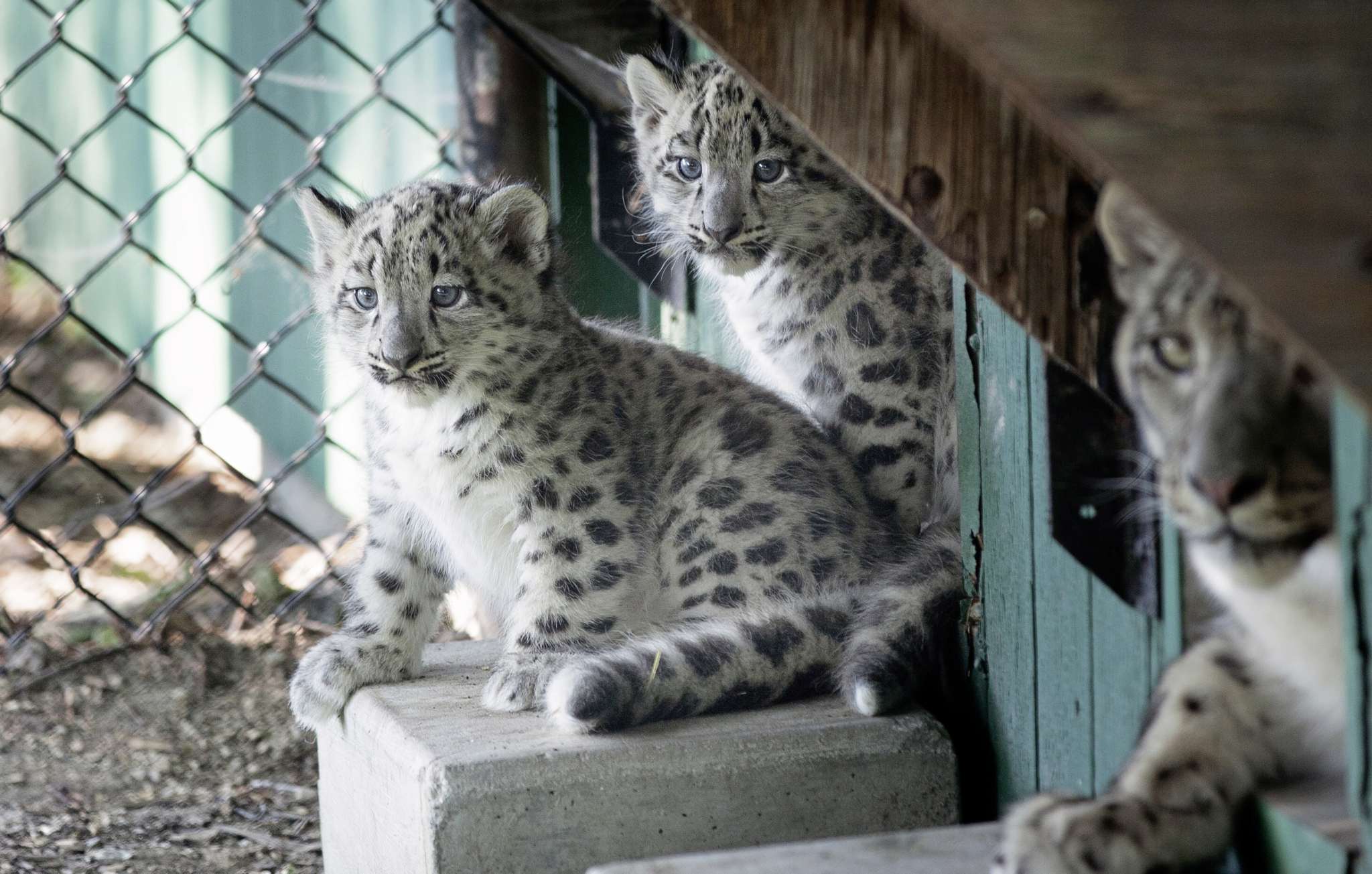 Snow Leopards Yuki and Kang are on the prowl – Our Communities