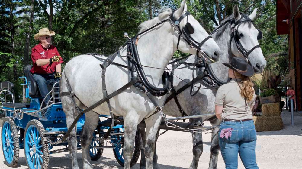 Hold on to your horses – Our Communities