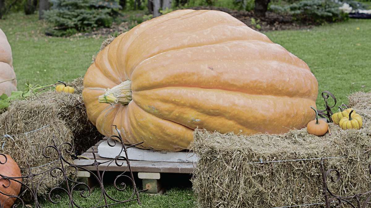 News in brief: Crescent Fort Rouge United hosts Artsfest – Our Communities