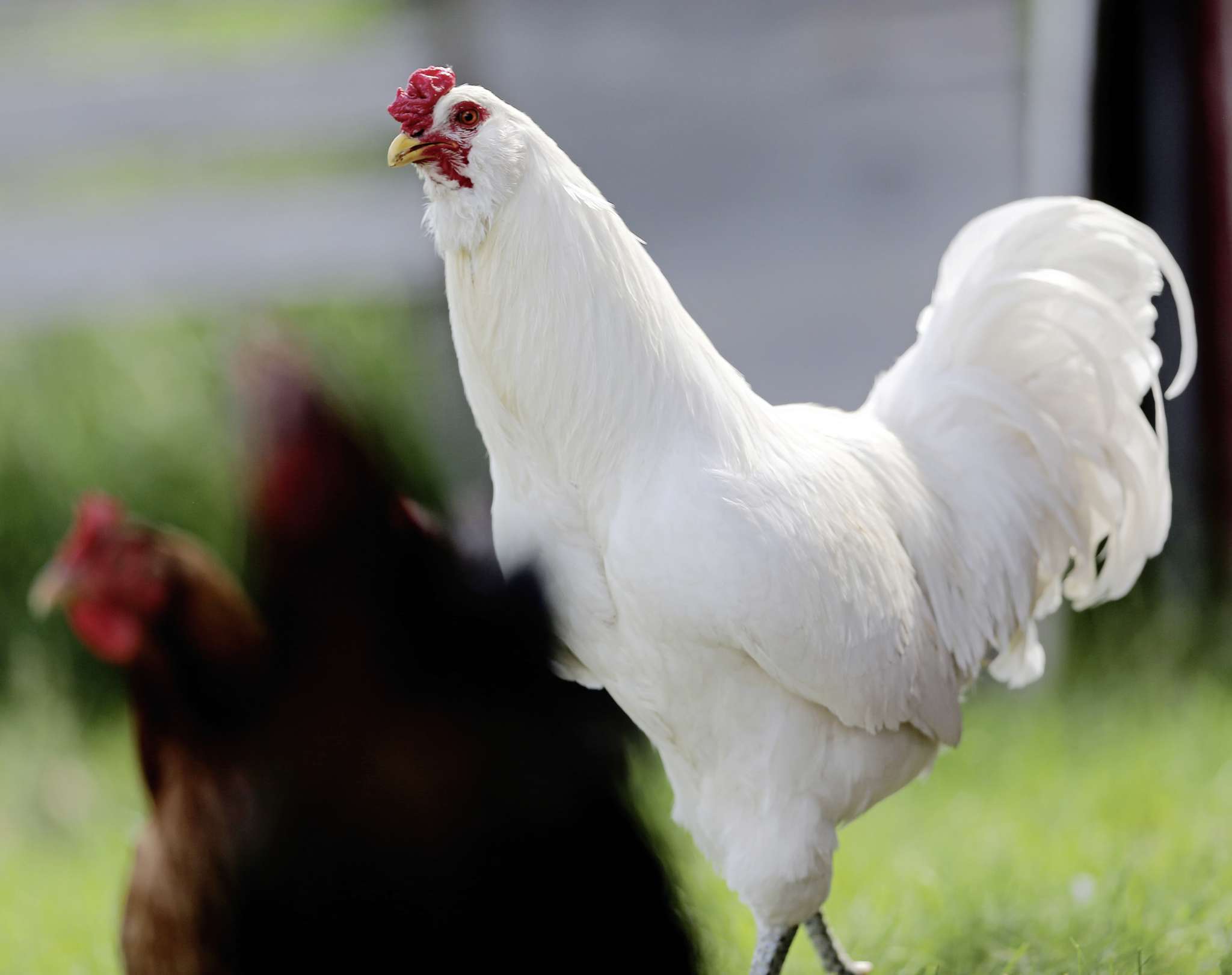 Poultry predicament – Our Communities