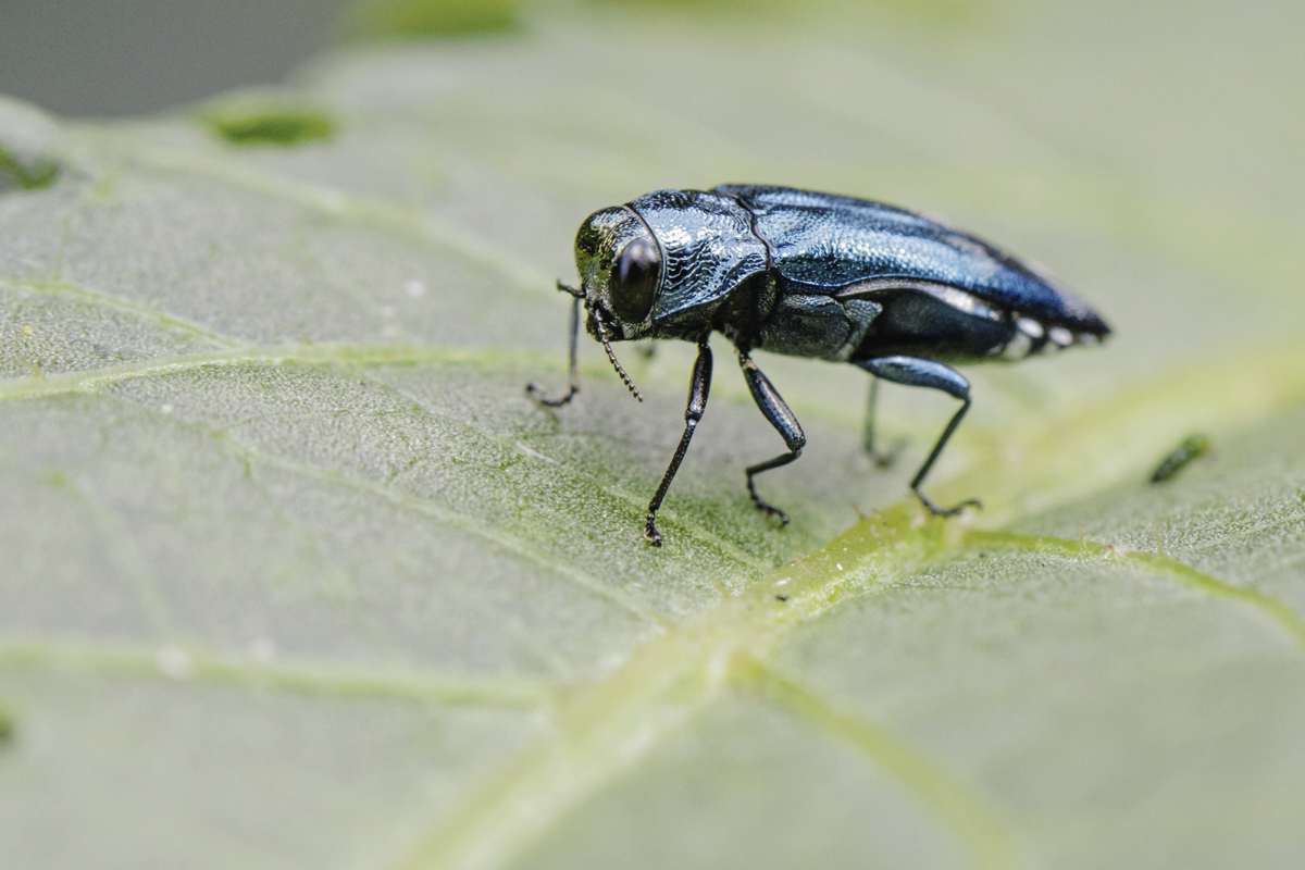 Emerald ash borer beetle arrives in the city – Our Communities