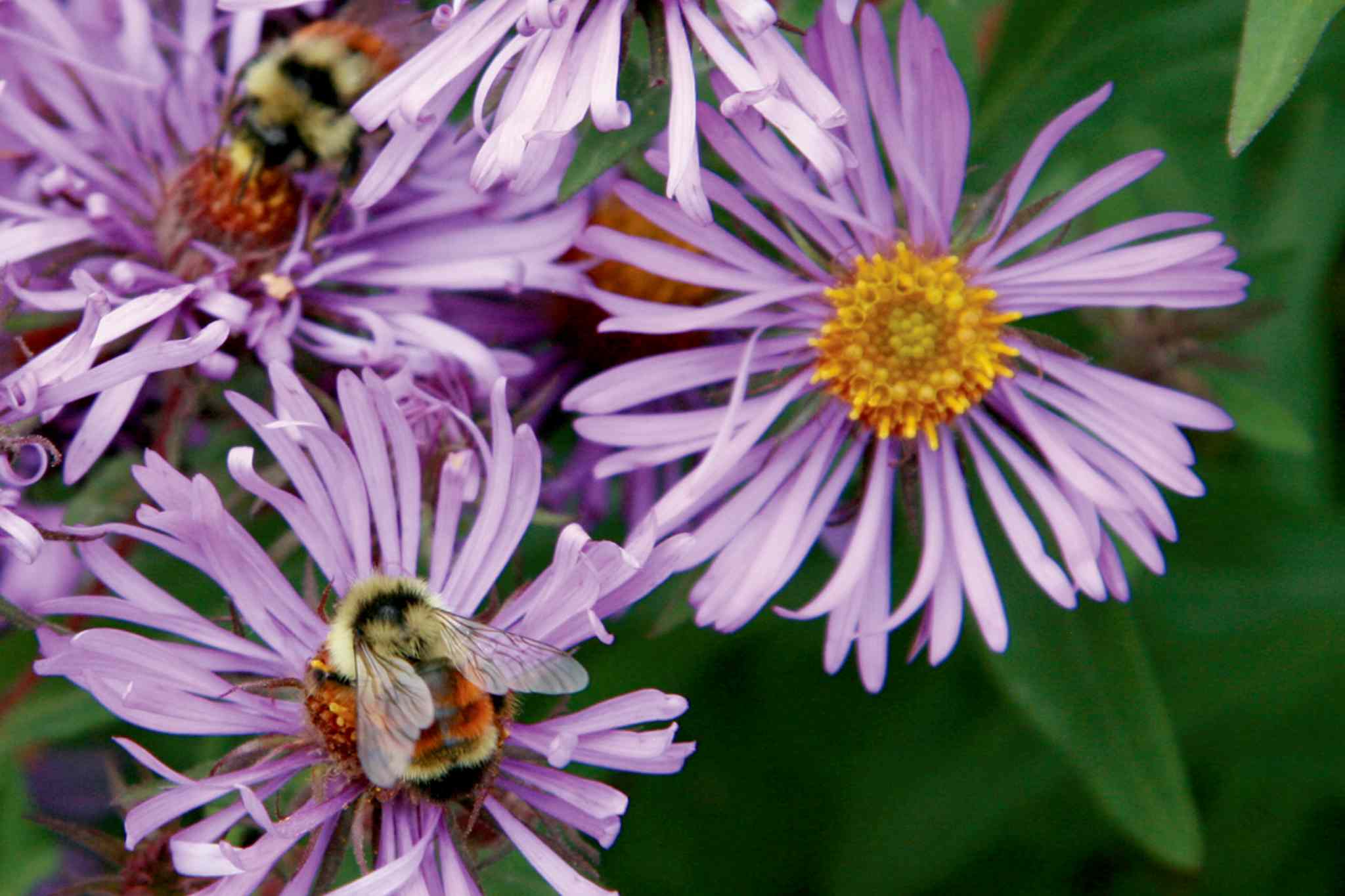 Bees in your backyard – Our Communities