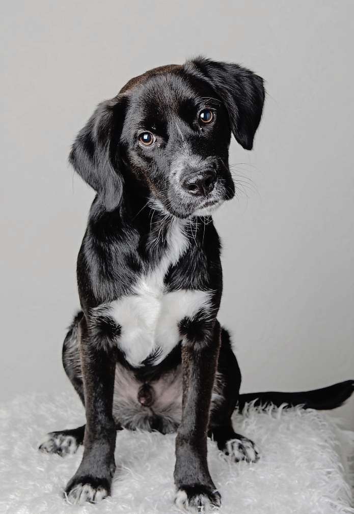 Say hello to these Manitoba Mutts – Our Communities