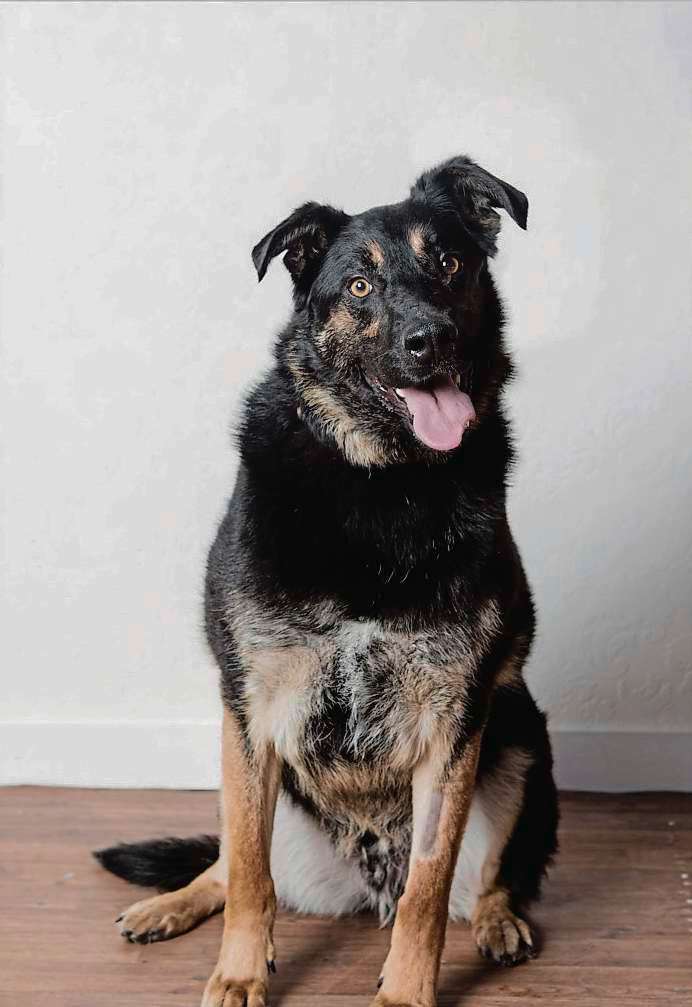 Say hello to these Manitoba Mutts – Our Communities