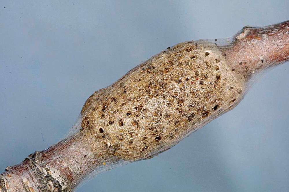 Pests du jour 2015 – Our Communities