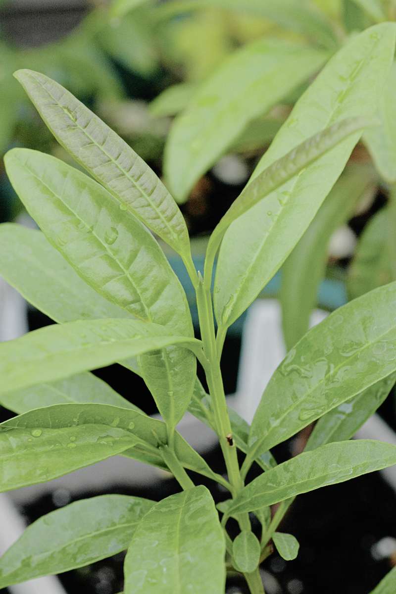 Try these unusual herbs – Our Communities