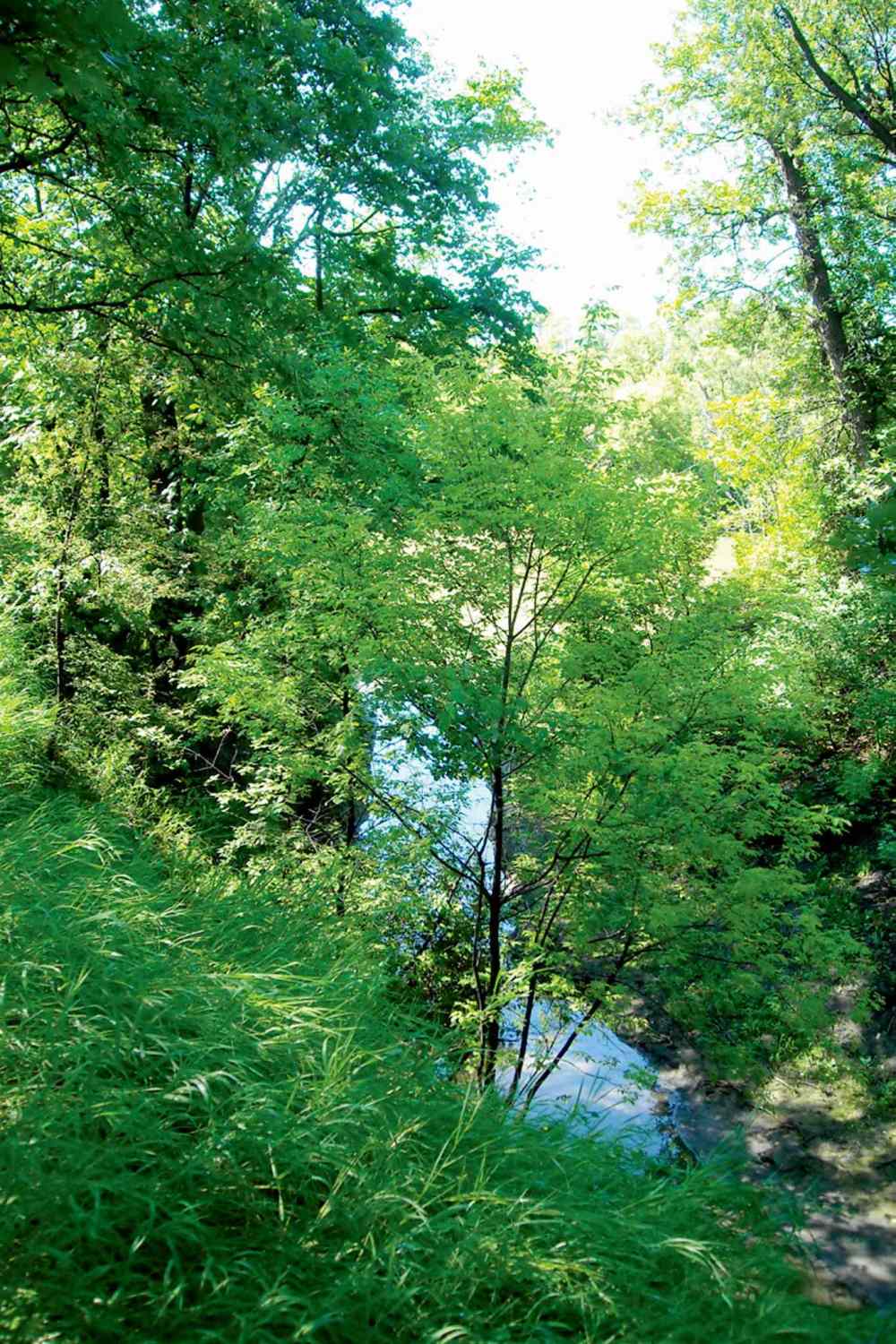 Appreciating our riverbottom forest – Our Communities