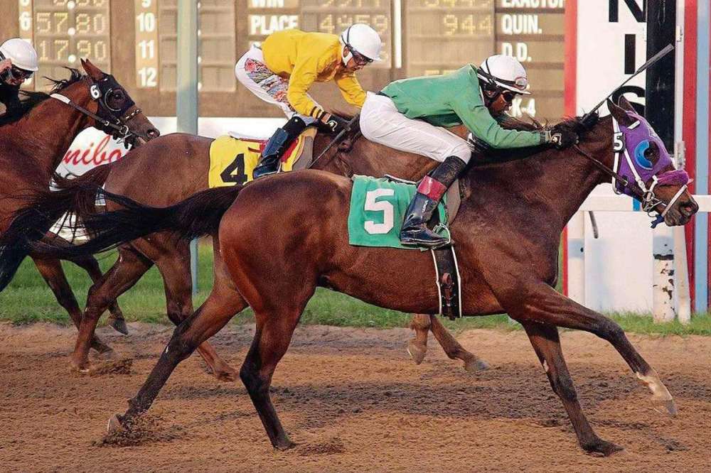 A very memorable night for horse owners – Our Communities