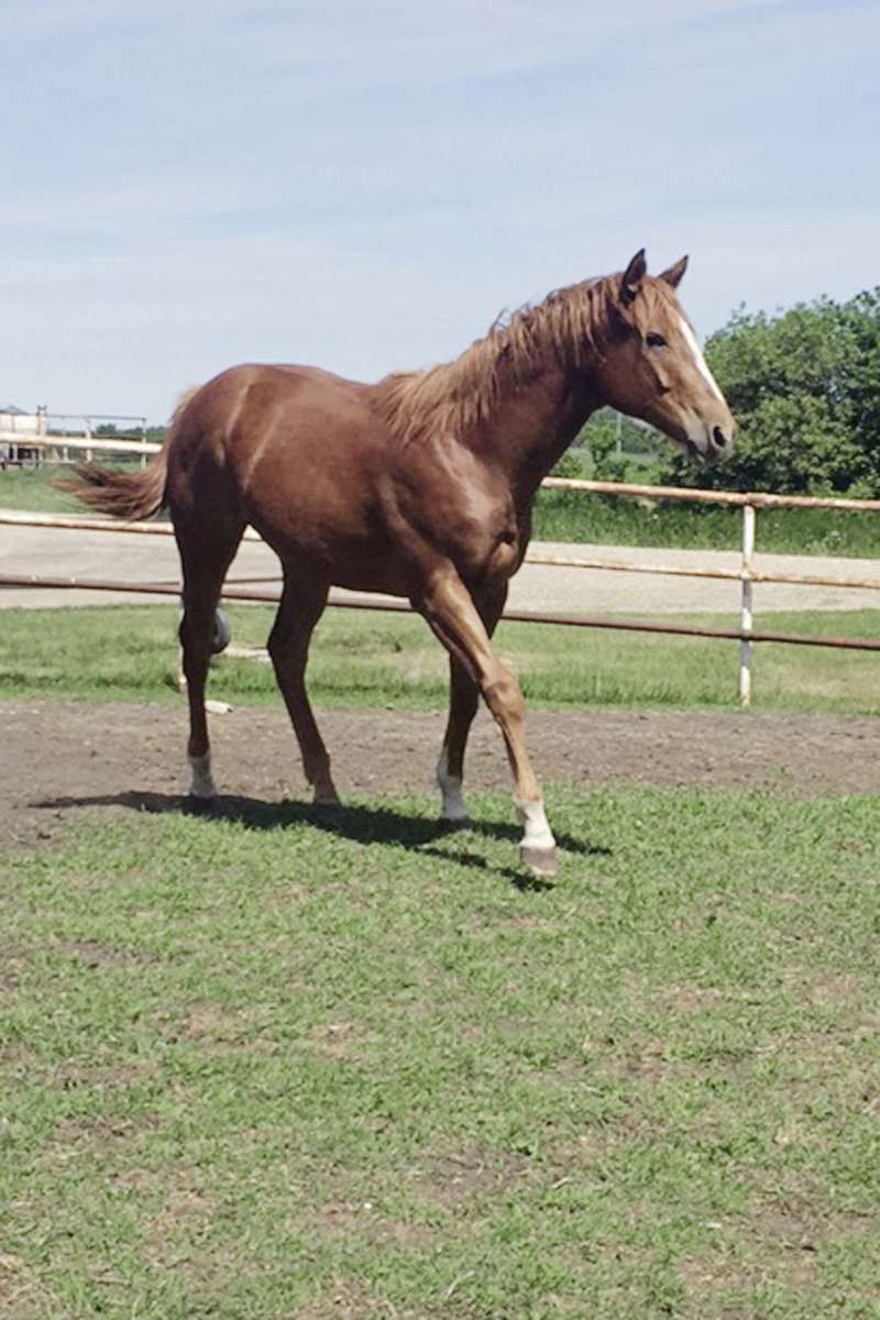 The fascinating story behind the ‘Name the Filly’ contest – Our Communities