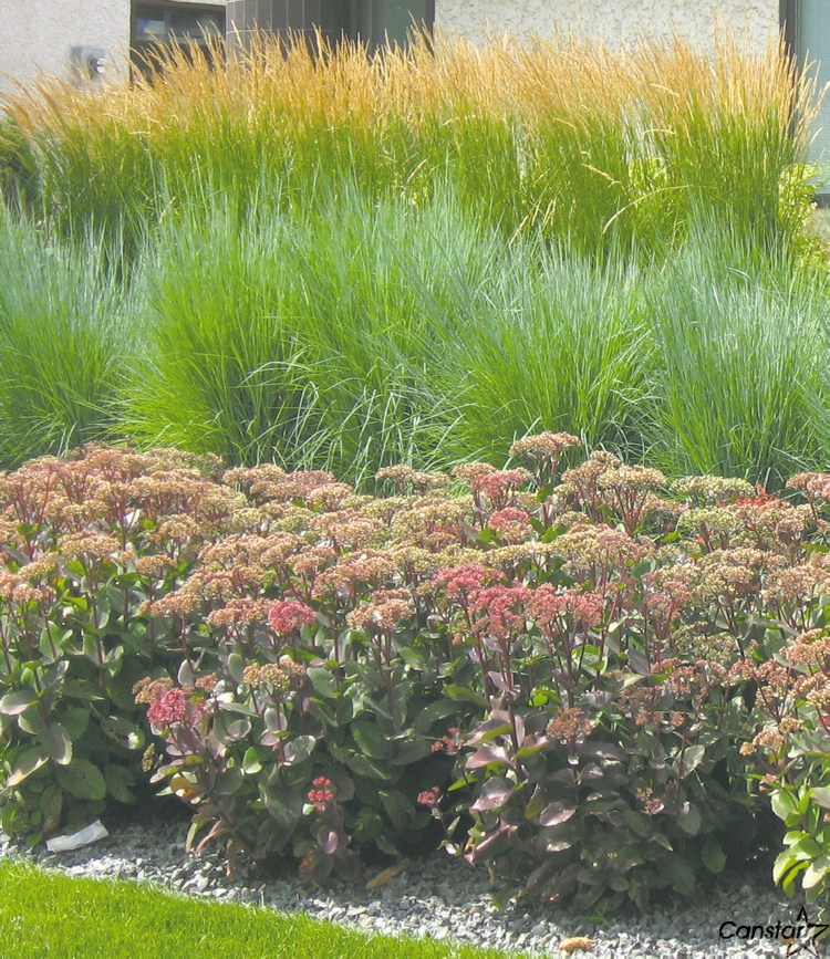 Drought tolerant plants a gardener’s best friend – Our Communities
