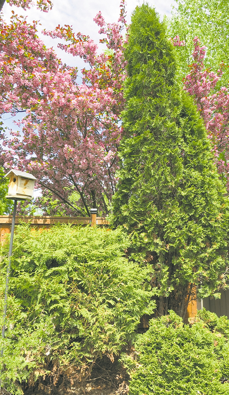 Green is the restful garden colour – Our Communities