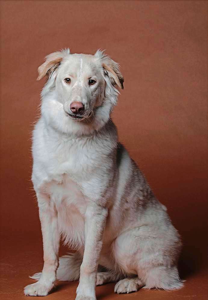 Take home a lovable Manitoba Mutt – Our Communities