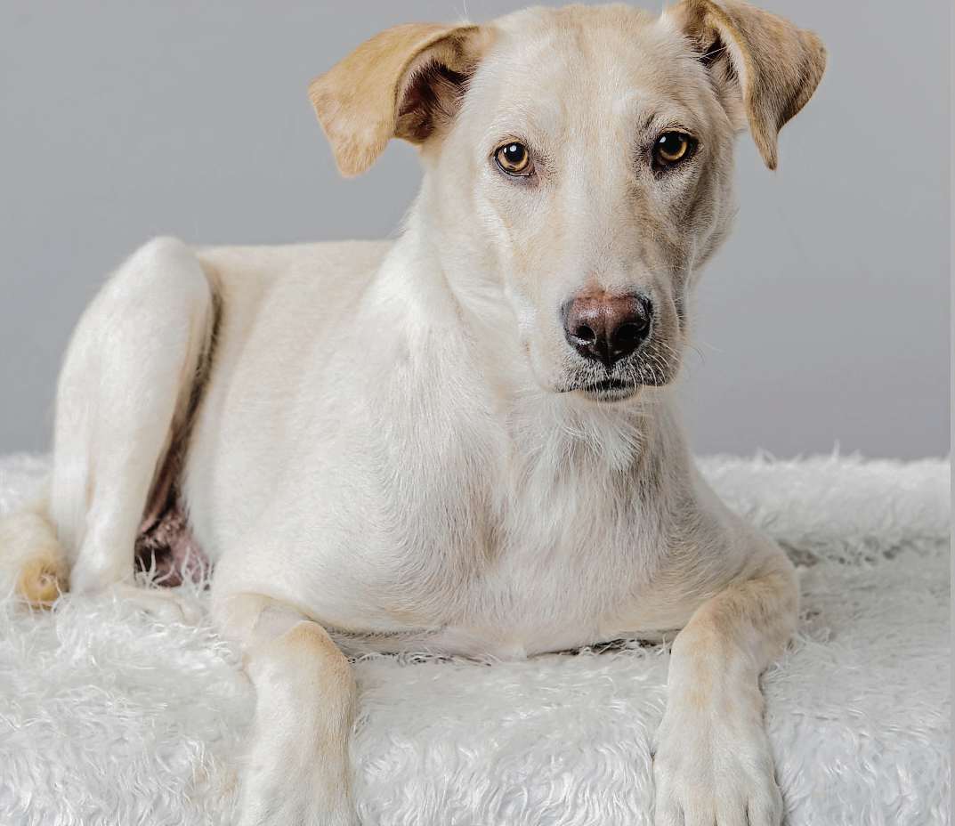 Take home a lovable Manitoba Mutt – Our Communities