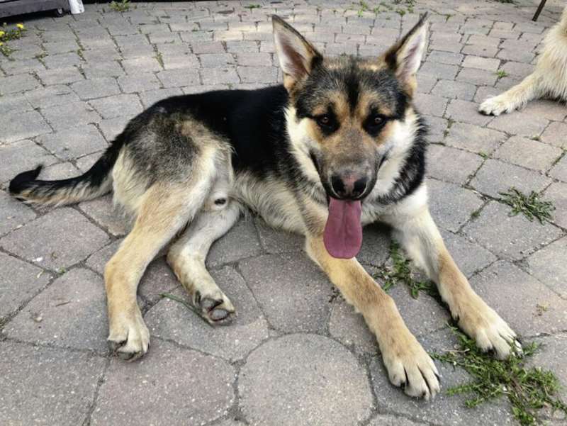 ‘Lovable goofball’ seeks a furever home – Our Communities