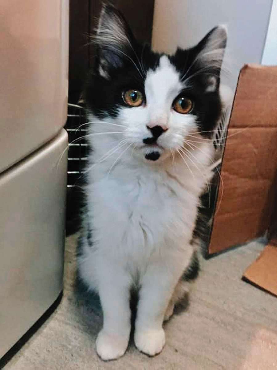 This pup and kitten are waiting to meet you – Our Communities