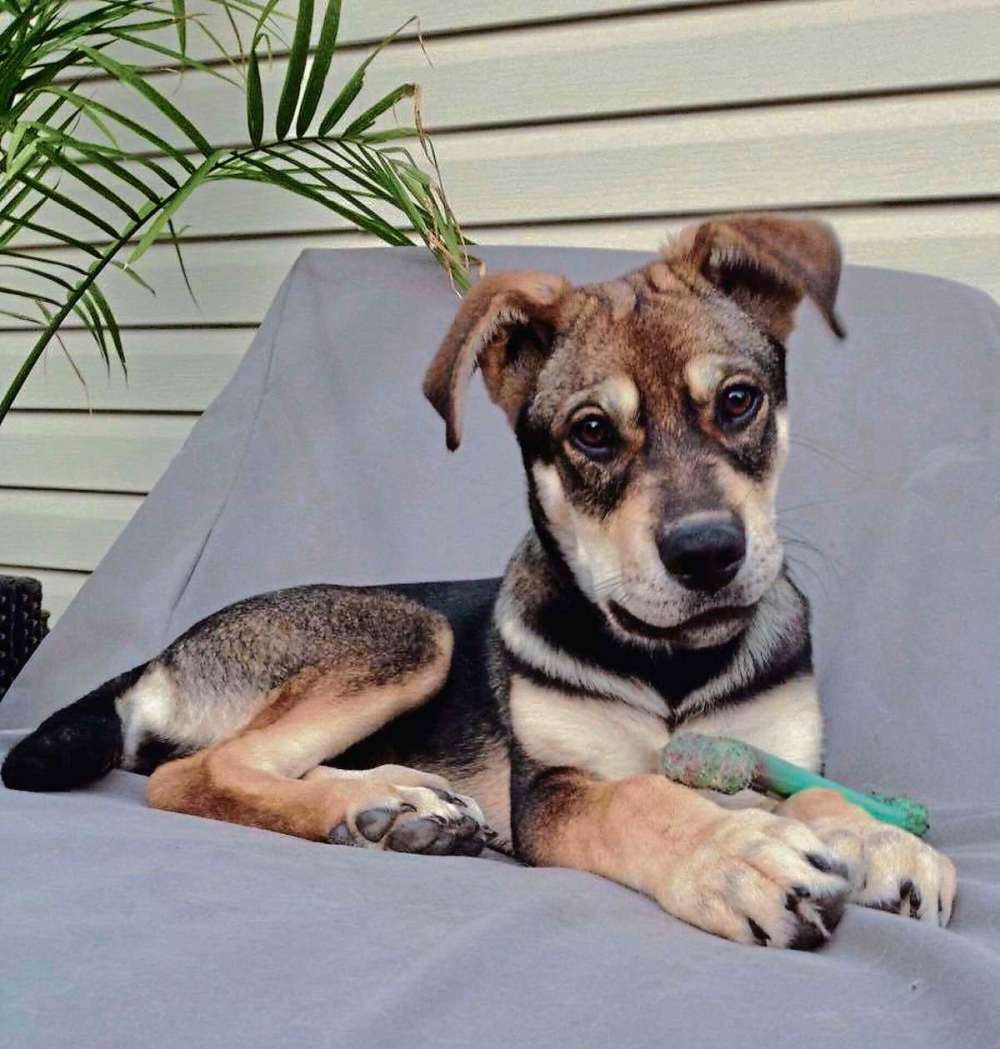 These dogs just wanna have fun – Our Communities