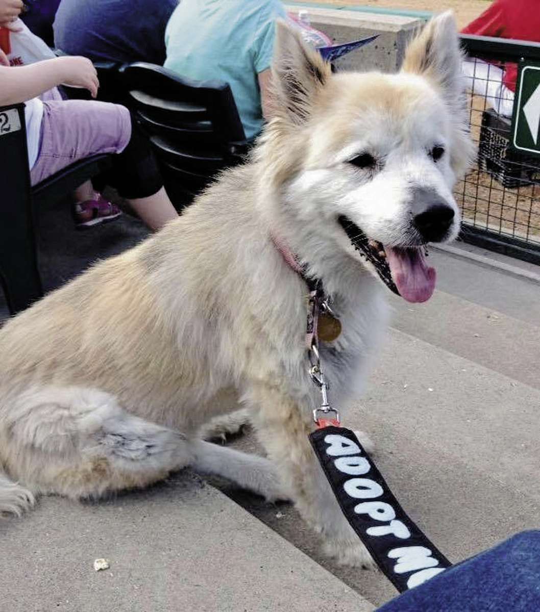 Help a senior dog retire happily – Our Communities