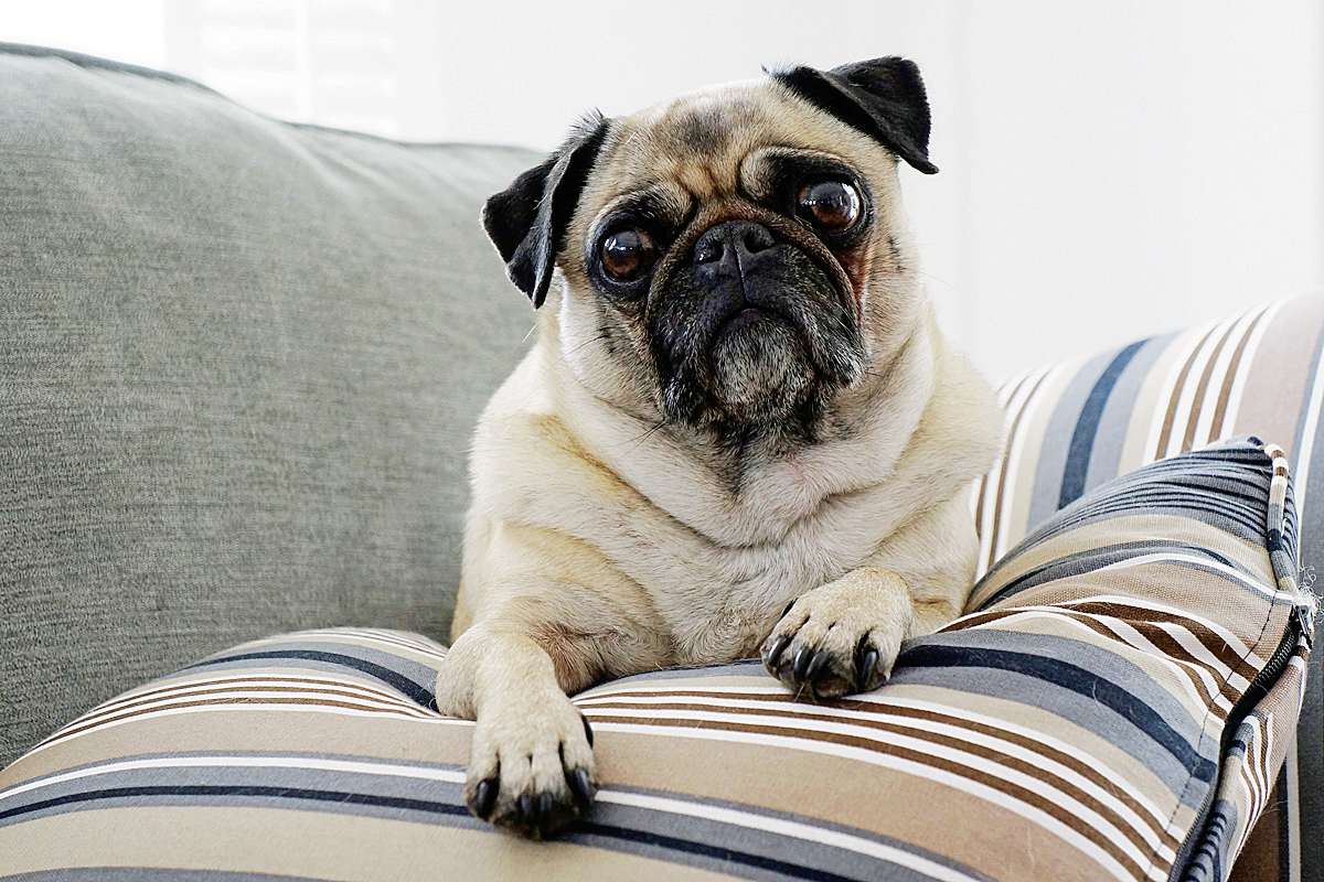 Those lovable lugs, pugs – Our Communities