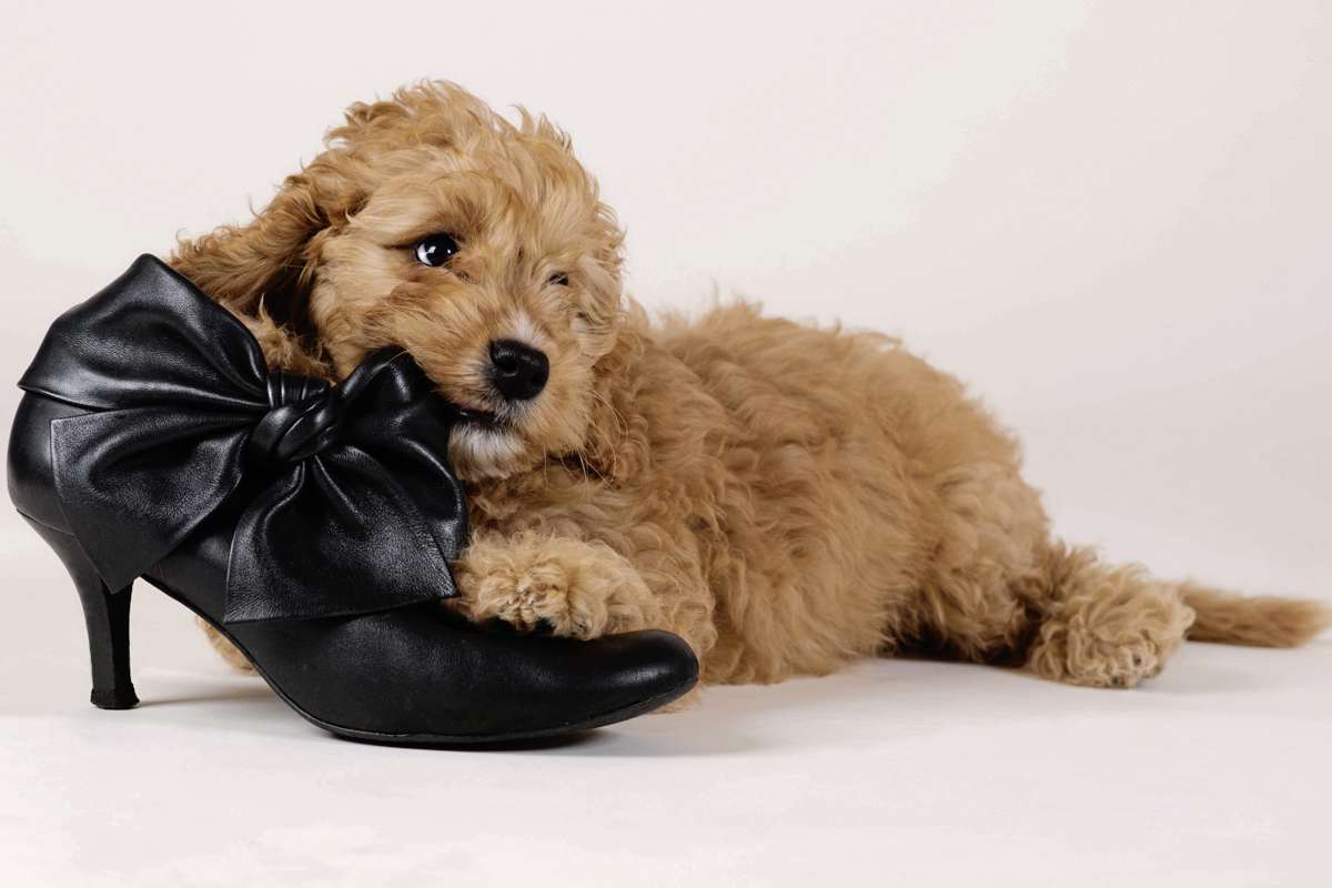 The joys of owning a pet – Our Communities