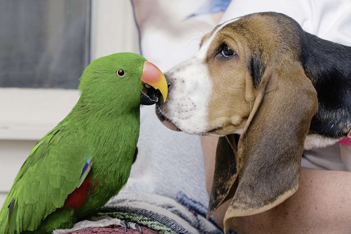 Take potential pet’s lifespan into account – Our Communities