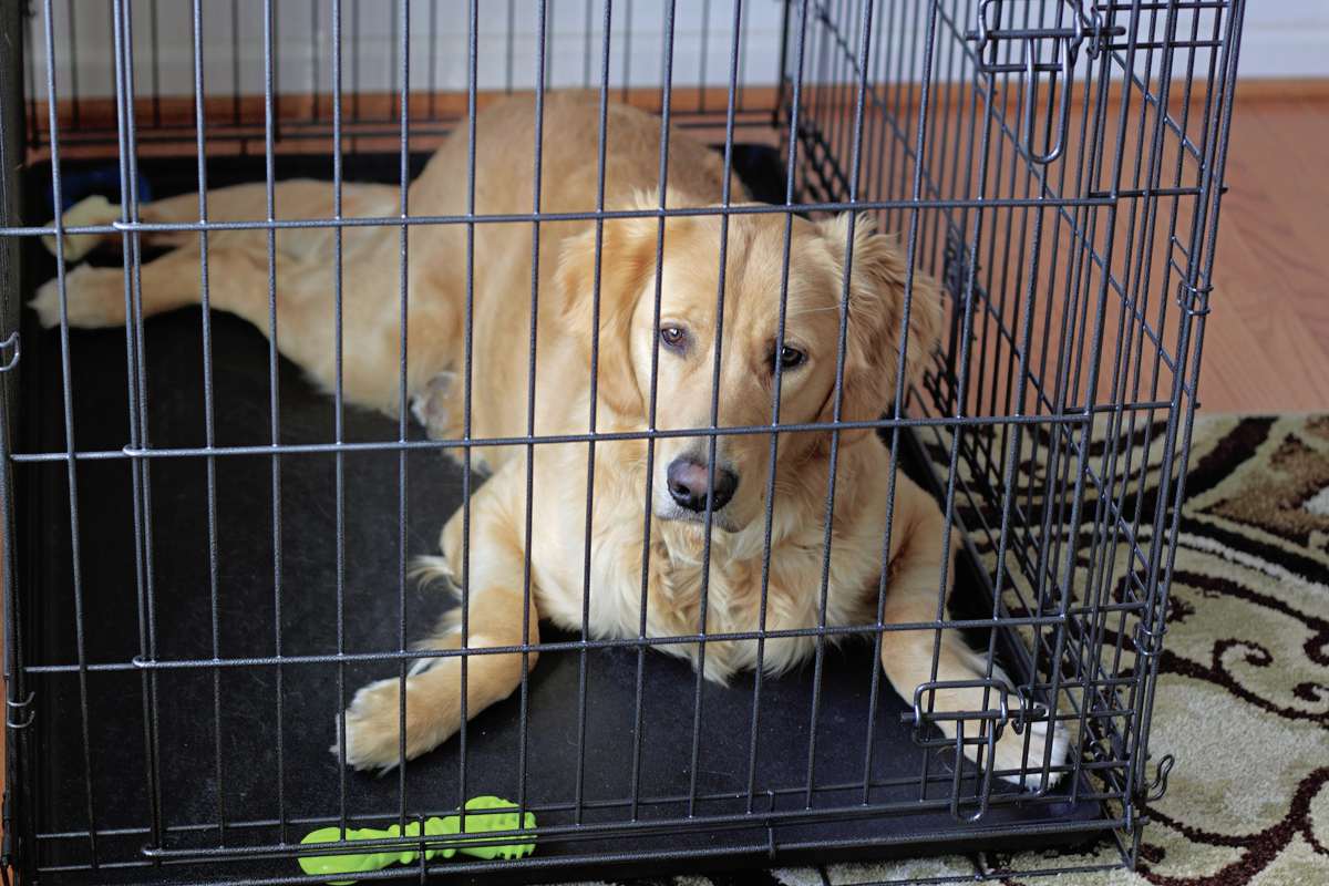 Big benefits to kennel training – Our Communities