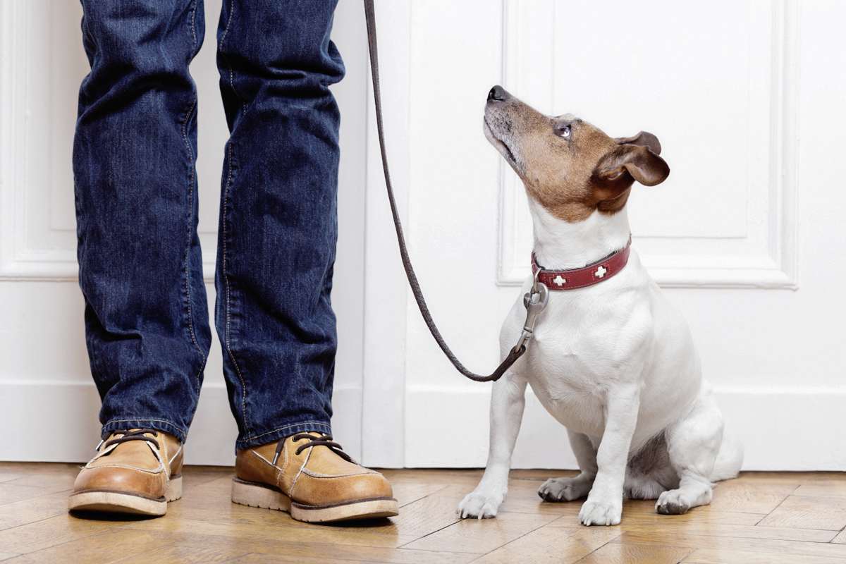 Picking the right collar – Our Communities