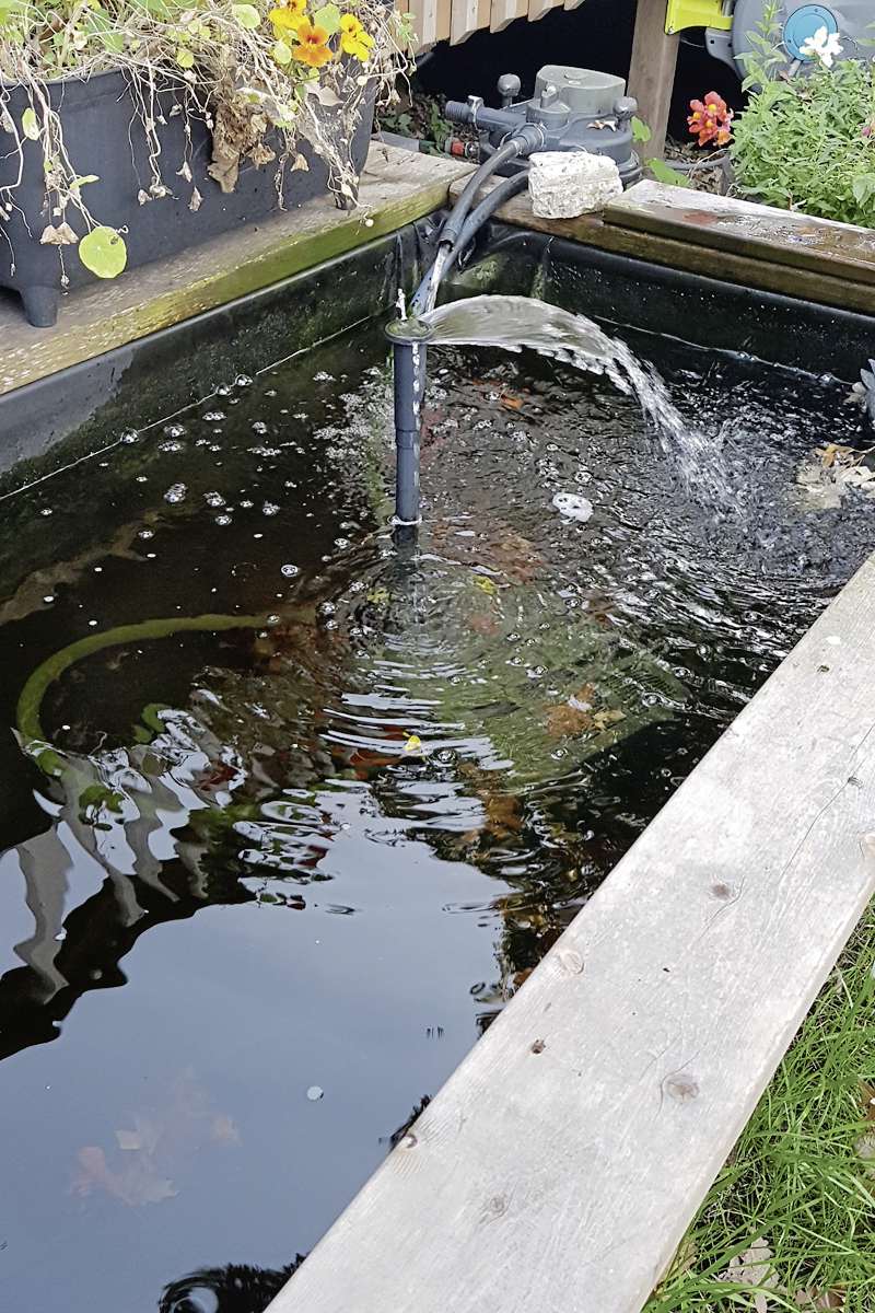 Overwintering your fish – Our Communities