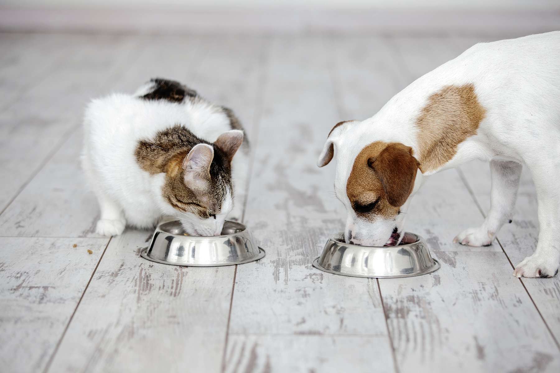 Handle your pet food with care – Our Communities