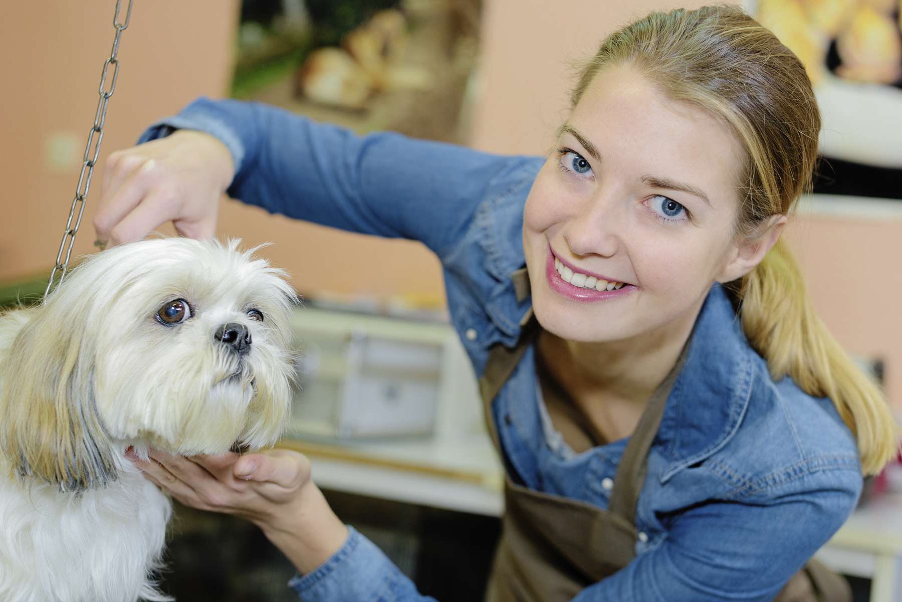 Get dogs groomed before winter hits – Our Communities