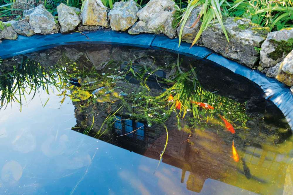 Thinking about getting your garden pond ready? – Our Communities