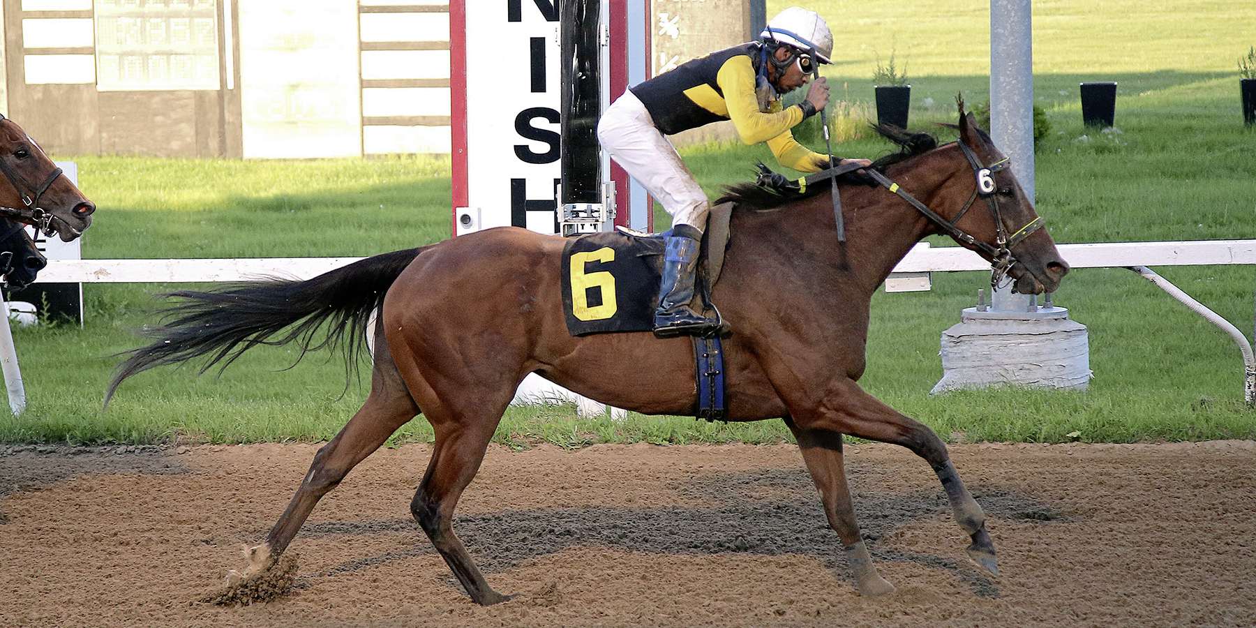 Invader shocks race fans; here come the babies – Our Communities