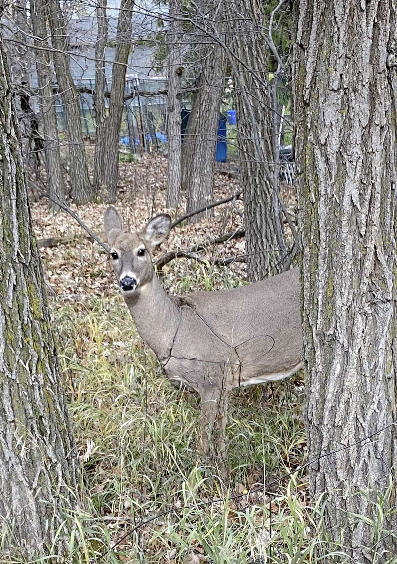 A good deed for a Charleswood deer – Our Communities