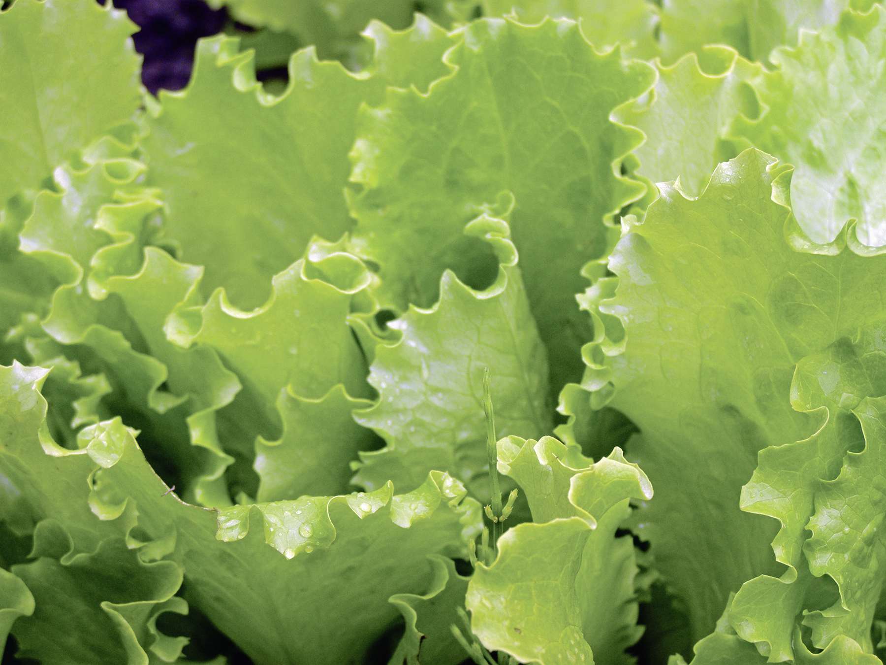 Cut Or Tear Lettuce From Garden | Fasci Garden