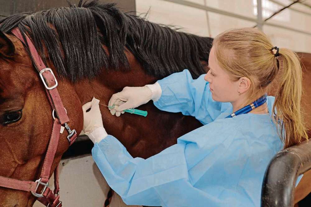 Horses need yearly rabies vaccination – Our Communities