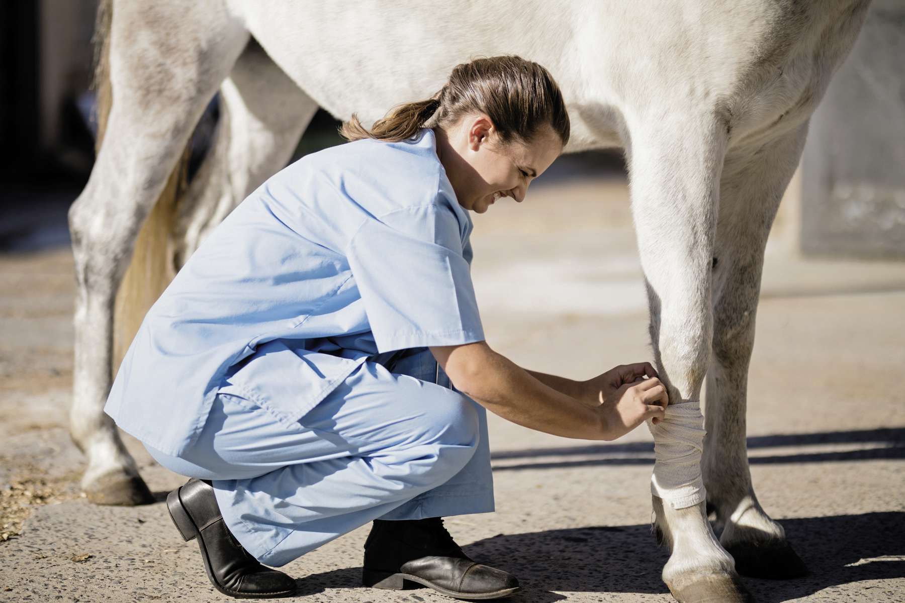 Basic first aid tips for your horses – Our Communities