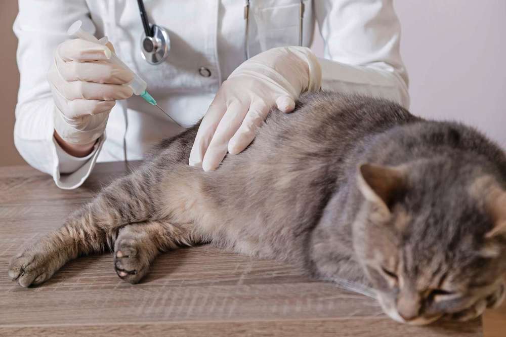 Be mindful and aware of rabies – Our Communities